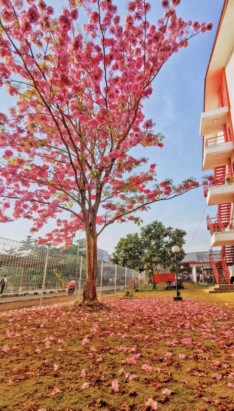 Tabebuya: Getting to Know the Origin, Benefits and Types